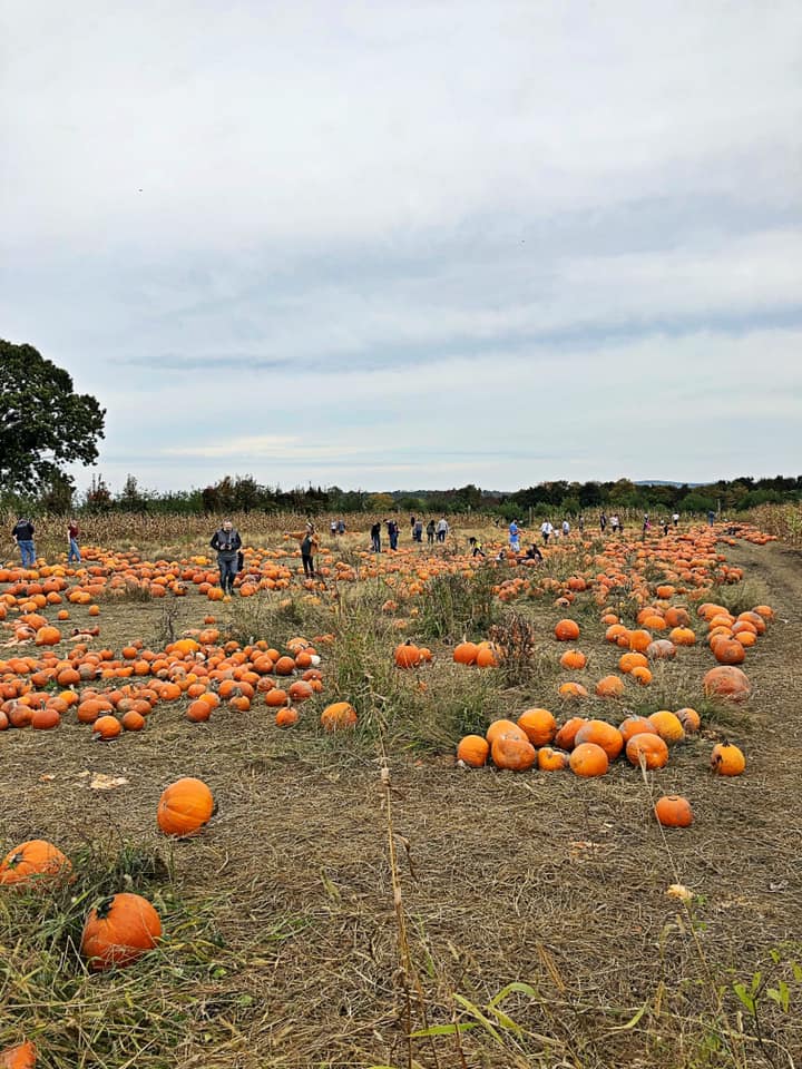 Pumpkin pickin’