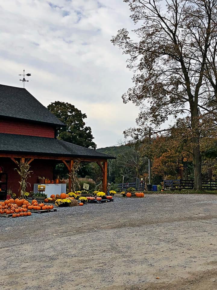 Pumpkin pickin’